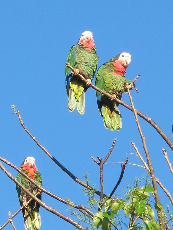 Parrot, long term conservation is needed to preserve the race! – BEP ...